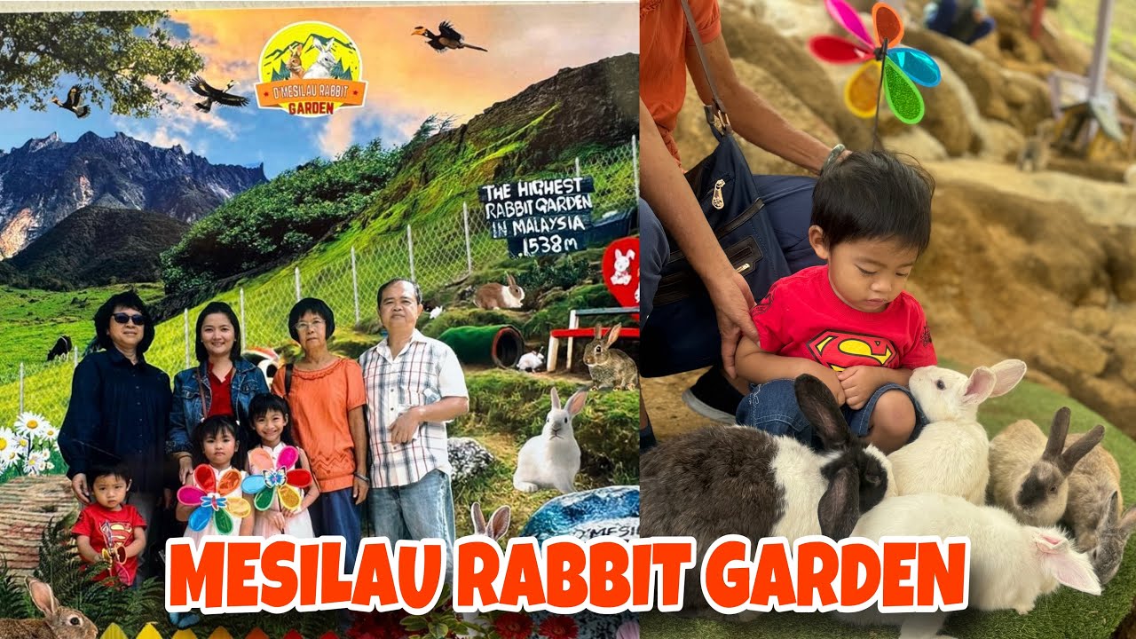 CUTI-CUTI KUNDASANG PART 2 | MESILAU RABBIT GARDEN | AMAZING BORNEO ...