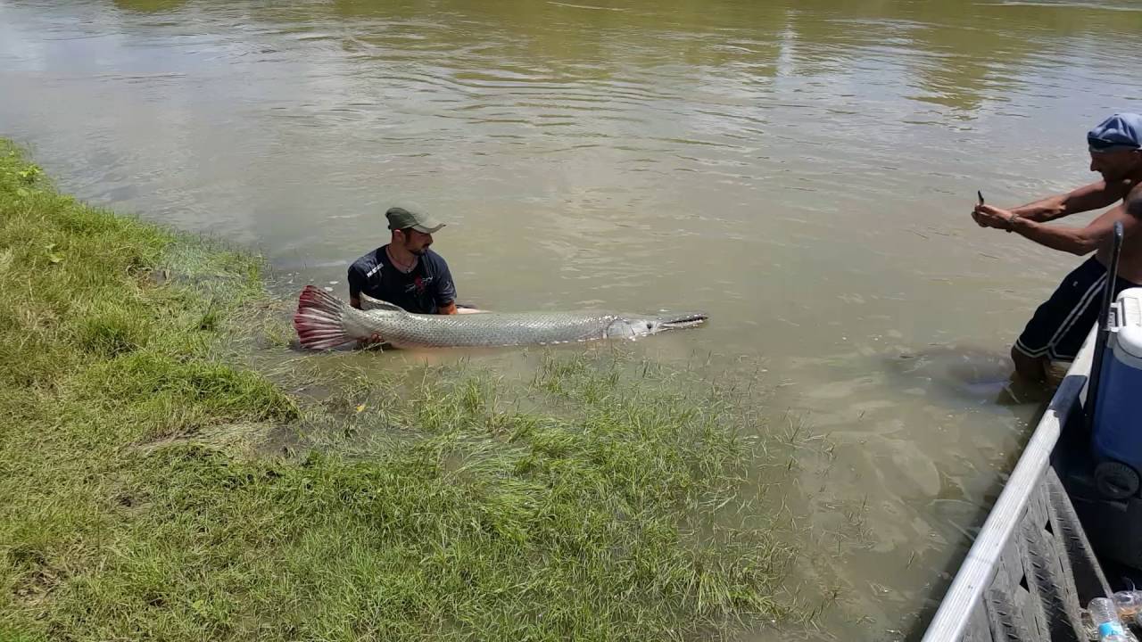 3rd alligator gar over 100 lbs today - YouTube