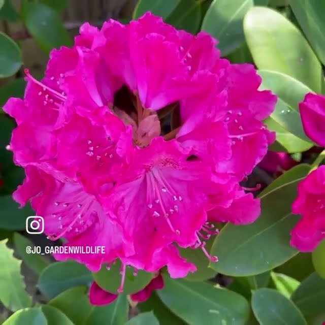 My Garden Flowers - 2022 - YouTube