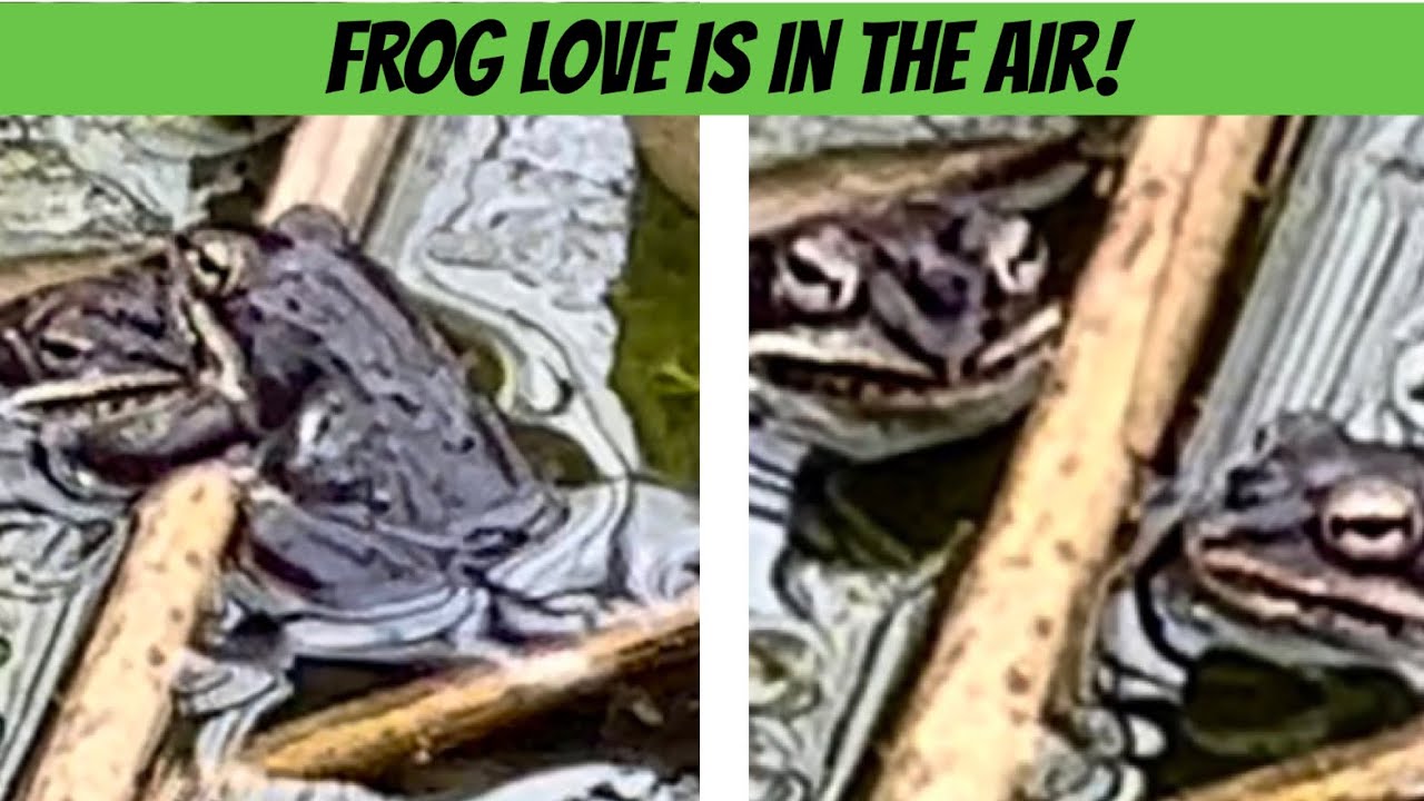 A Short Walk to see Frogs in Love & a Few Frog Facts! Springtime is Almost Here! - YouTube