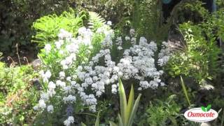 Garden Tip: Prune Candytuft To Keep It Blooming All Summer Long
