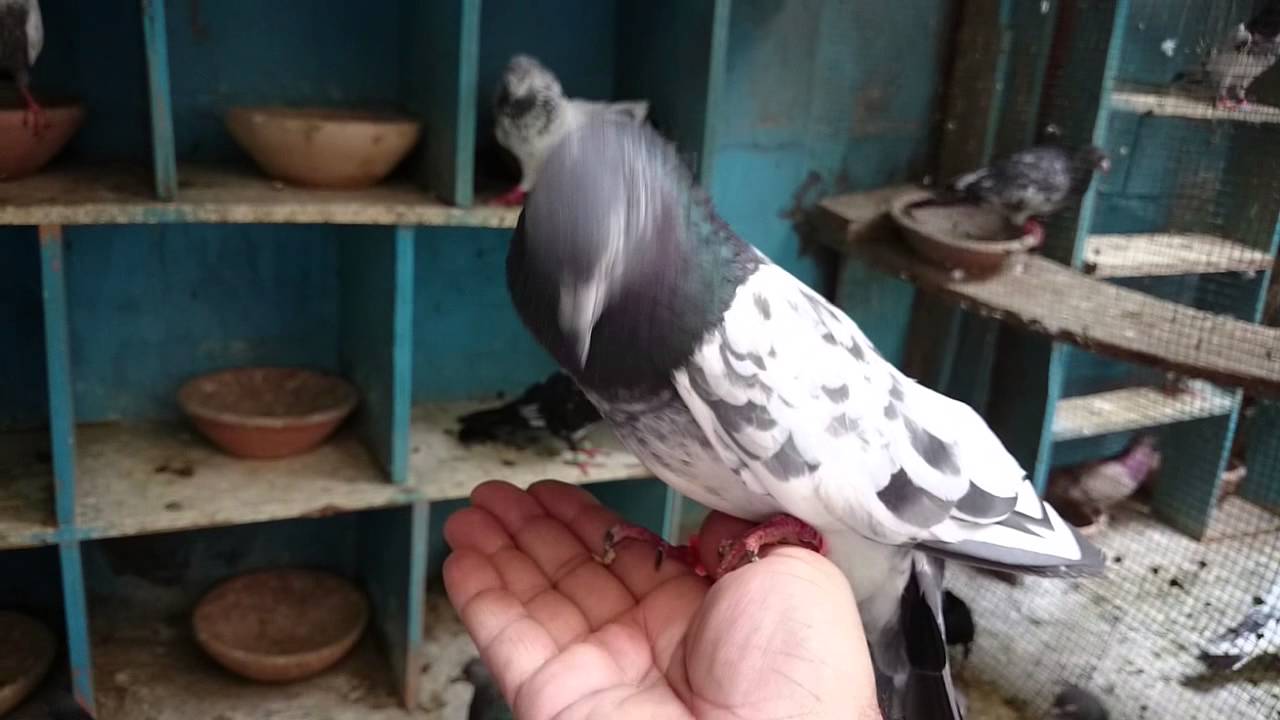 Pigeons Ustad Farooq Baig - YouTube