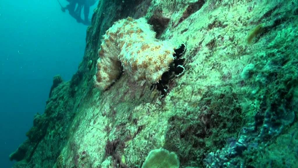 Holothuries ou concombres de mer - YouTube