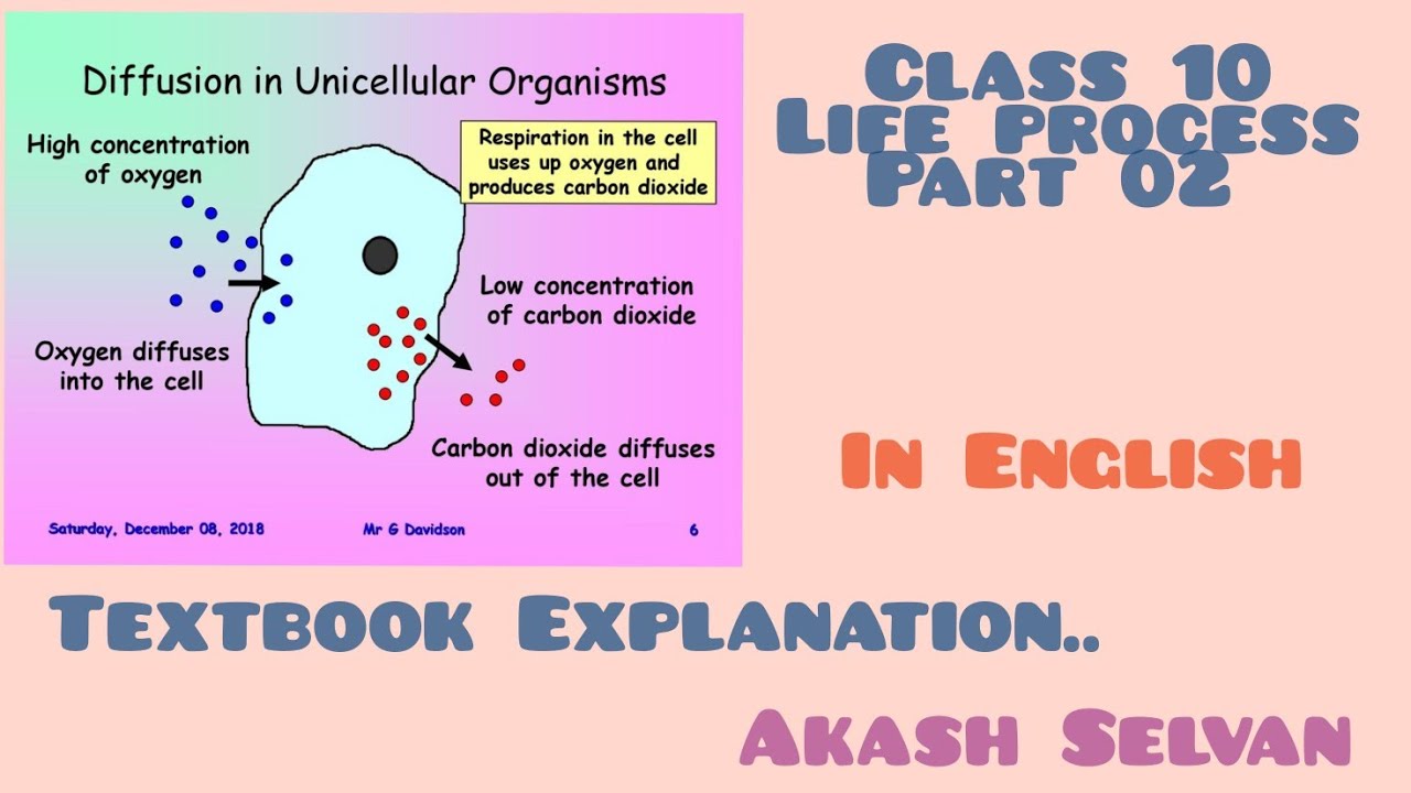 Life process |Part 2 |Class-10 | Textbook Explanation |in English - YouTube