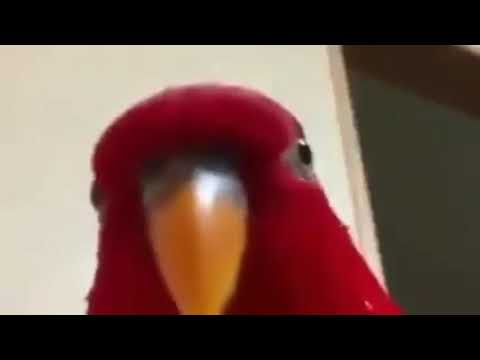 wewewewewewewe red bird meme - YouTube
