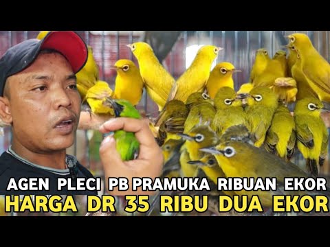 PALING MURAH 35 RIBU DUA EKOR || RIBUAN EKOR PLECI AURI BUSTOMI PAPUA JATIM DAKBAL DI PB PRAMUKA 