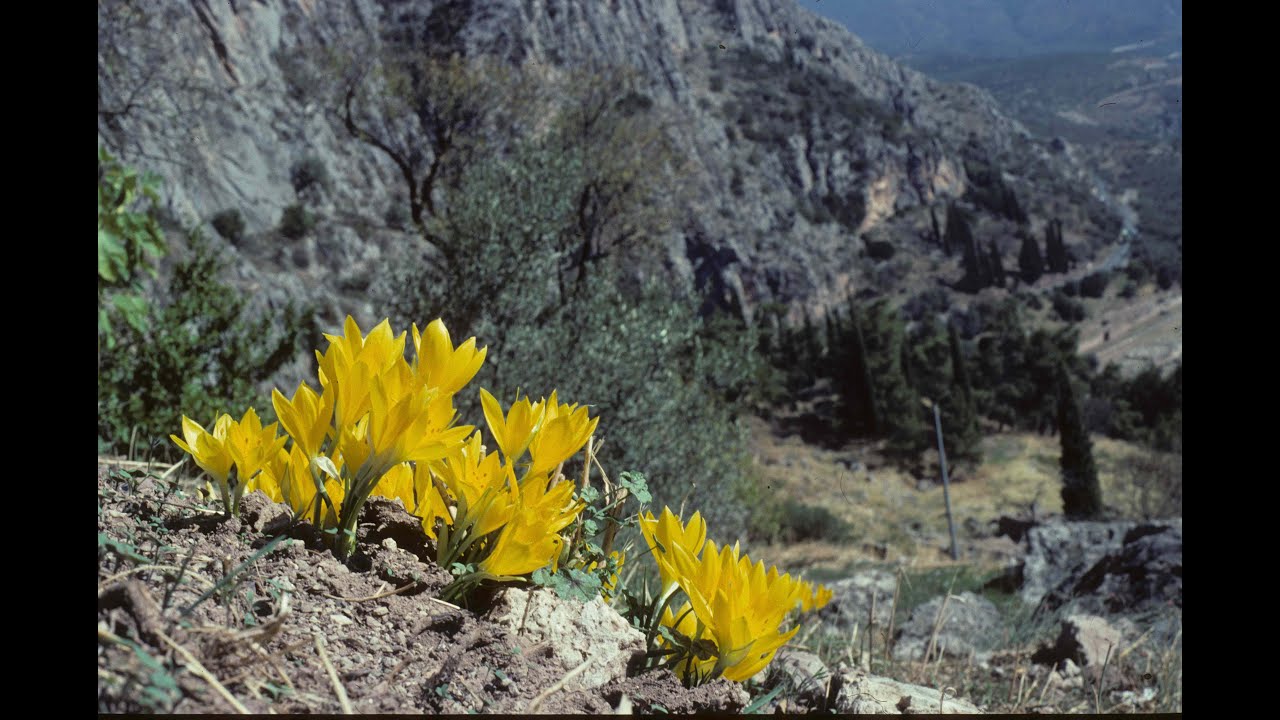 A Journey to Geophytes - YouTube