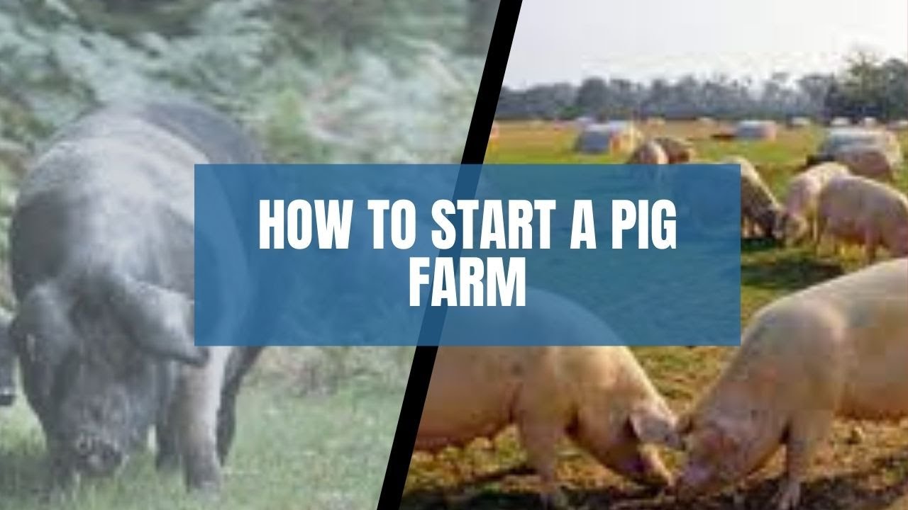 How To Start A Pig Farm - YouTube