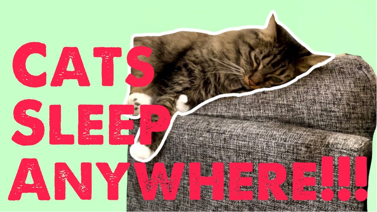 Unbelievable: Cats Sleeping in the Strangest Places! - YouTube