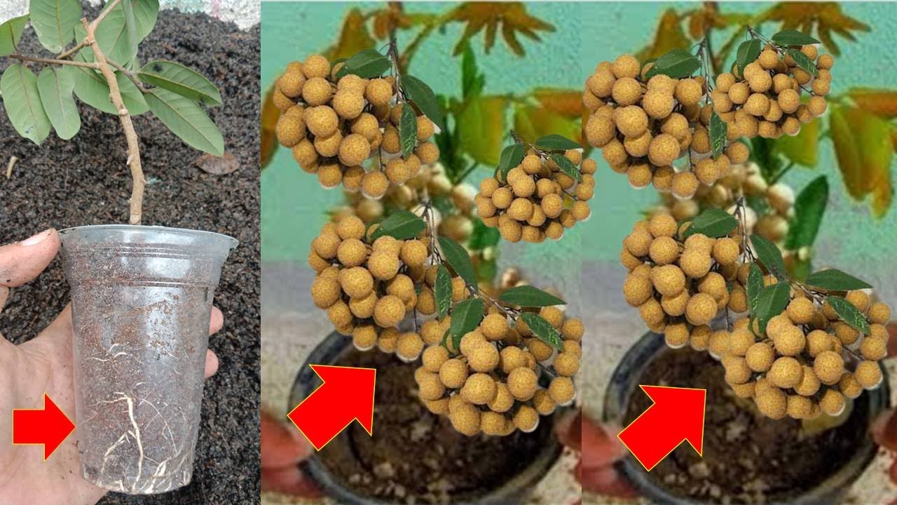 Longan Tree Cuttings Technique To 100% Work... - YouTube