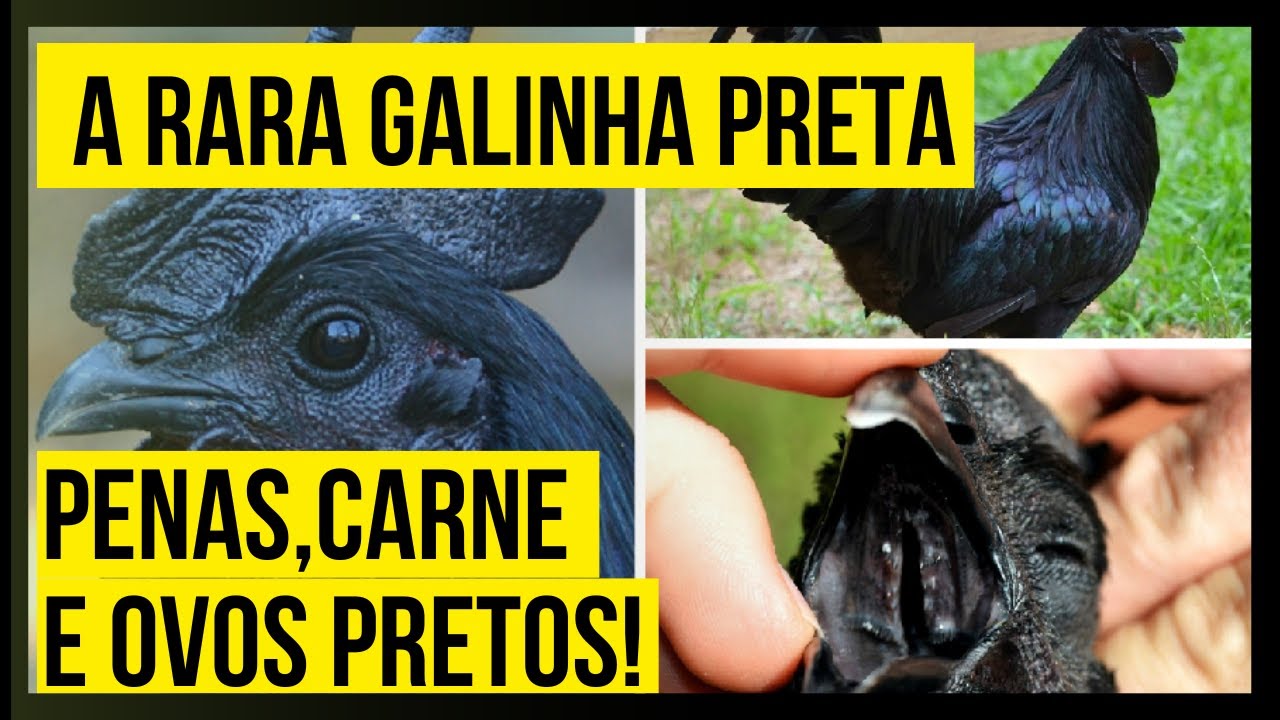 GALINHA PRETA - A RARA GALINHA QUE BOTA OVOS PRETOS - YouTube