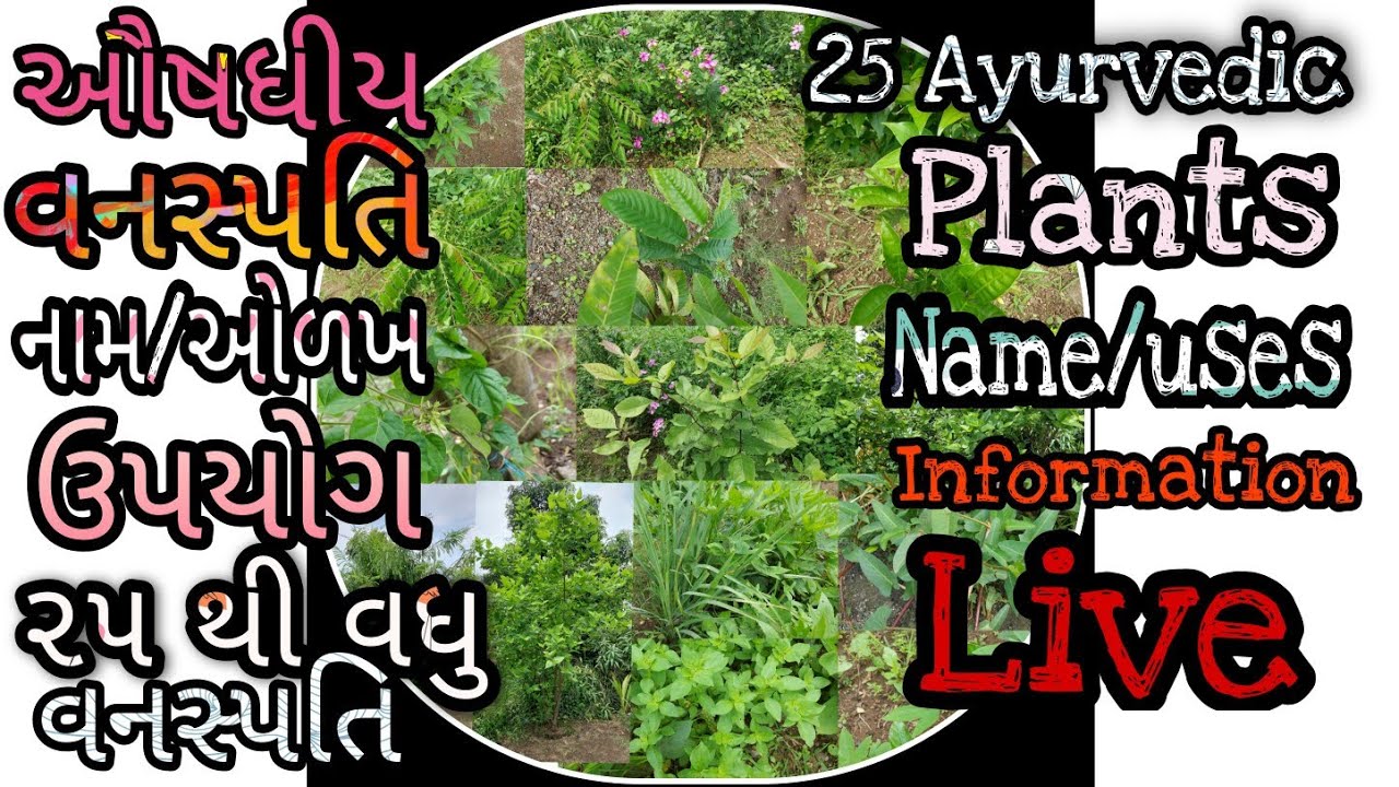25 Ayurvedic plants name|Medicinal plants information|૨૫ થી વધુ ઔષધીય ...