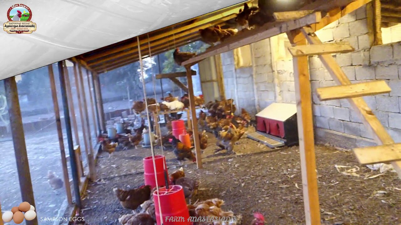 Κότες Αυγά Ελευθέρας Βοσκής(κοτέτσι)Free Range eggs Chicken house FARM ...