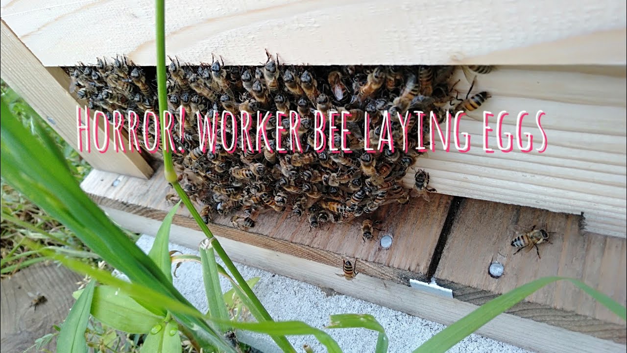 Horror! worker bee laying eggs.恐怖！働き蜂産卵。 - YouTube