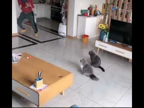 2 kediyi yere seren acimasiz adam... mahvoldum izlerken