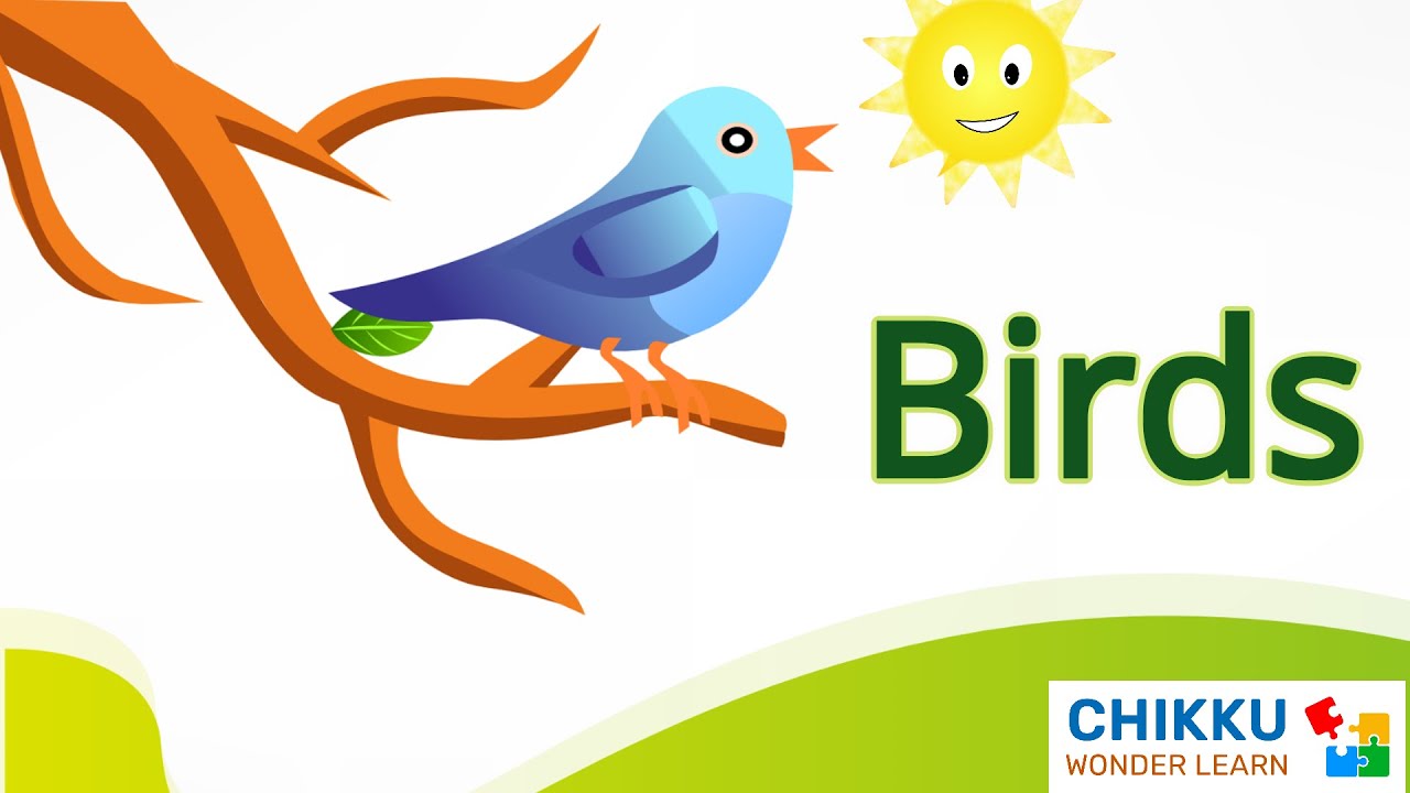 Birds : Educational Video For Kids - YouTube