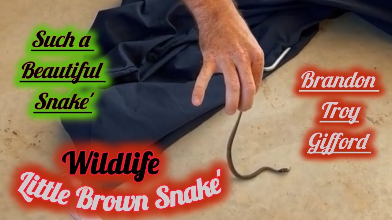 Such a small little brown snake 🥹 @brandon_troy_gifford__#snake # ...