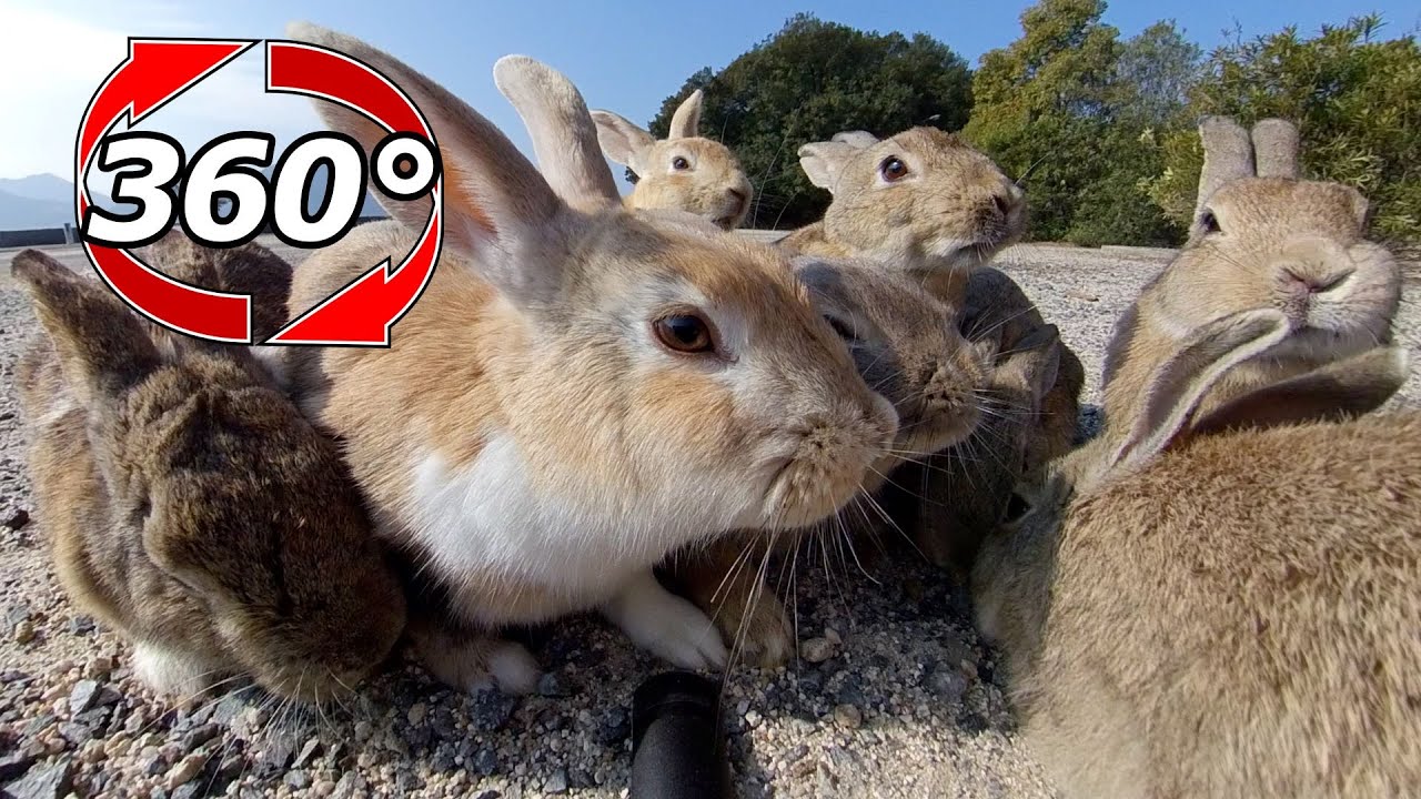 VR 360° | Before you know it, we'll have a big gathering! Where did so ...