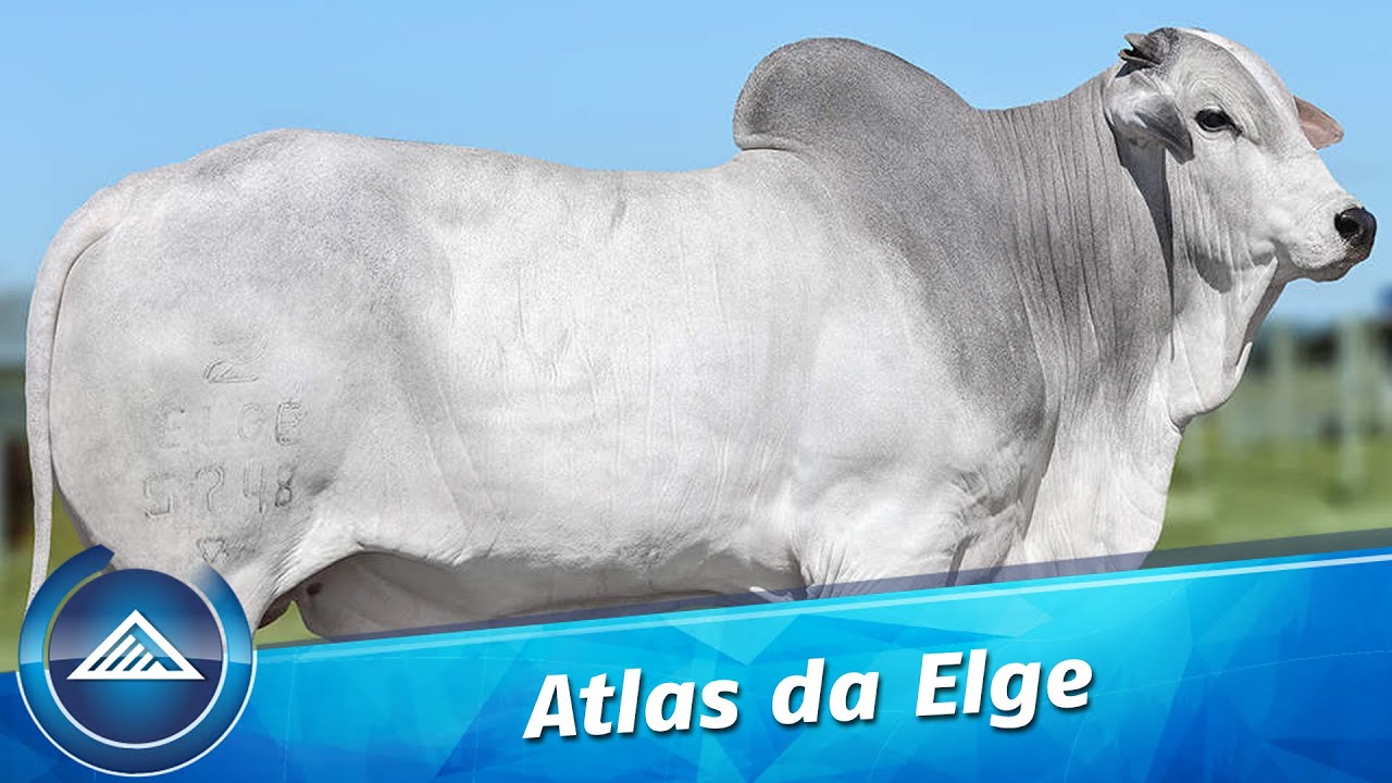 Atlas da Elge - YouTube