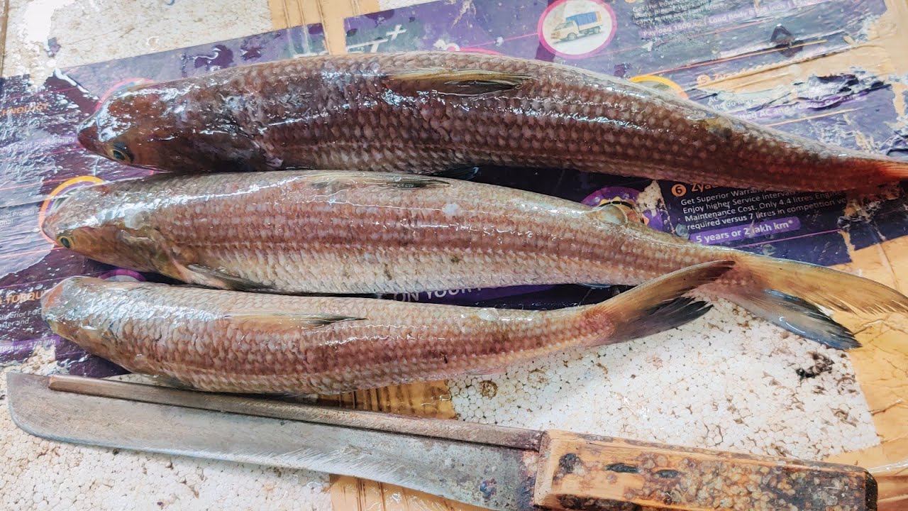 kada Varaal fish kadavaral meen kadal viral meen kadal viral ungal ...