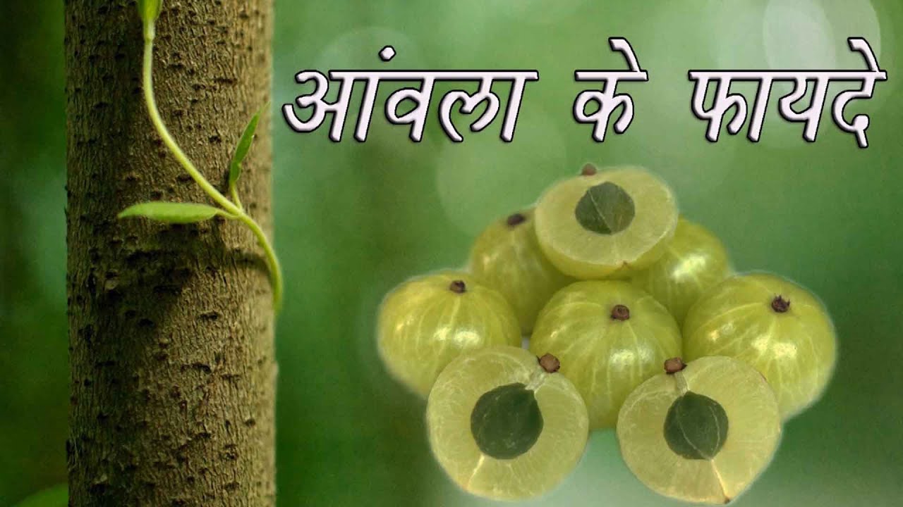 आंवला के फायदे (Benefit of Ambla) - YouTube