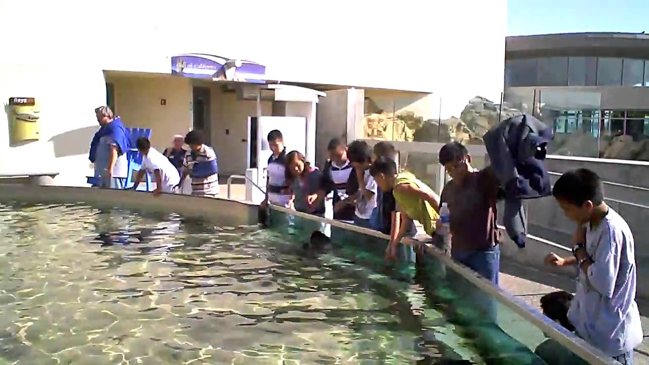 Aquarium - Bat Ray touch pool - YouTube