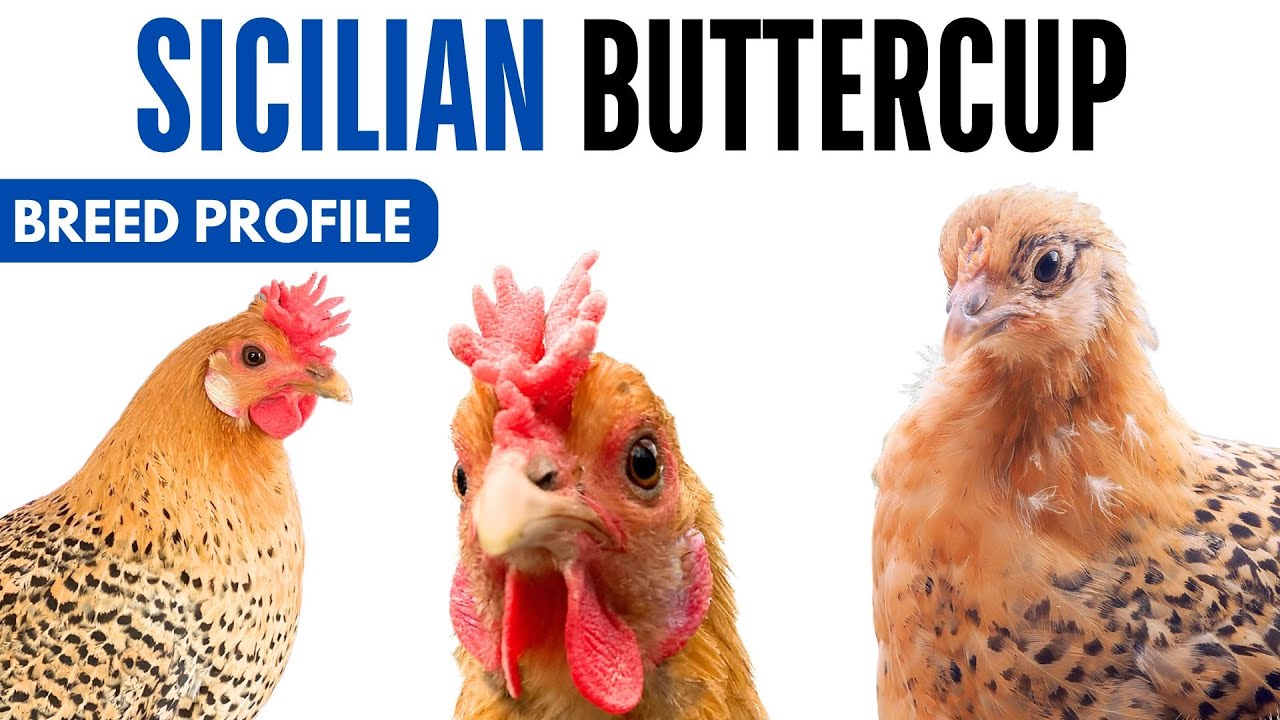Sicilian Buttercup Breed Profile History Health Issues - Sicilian ...