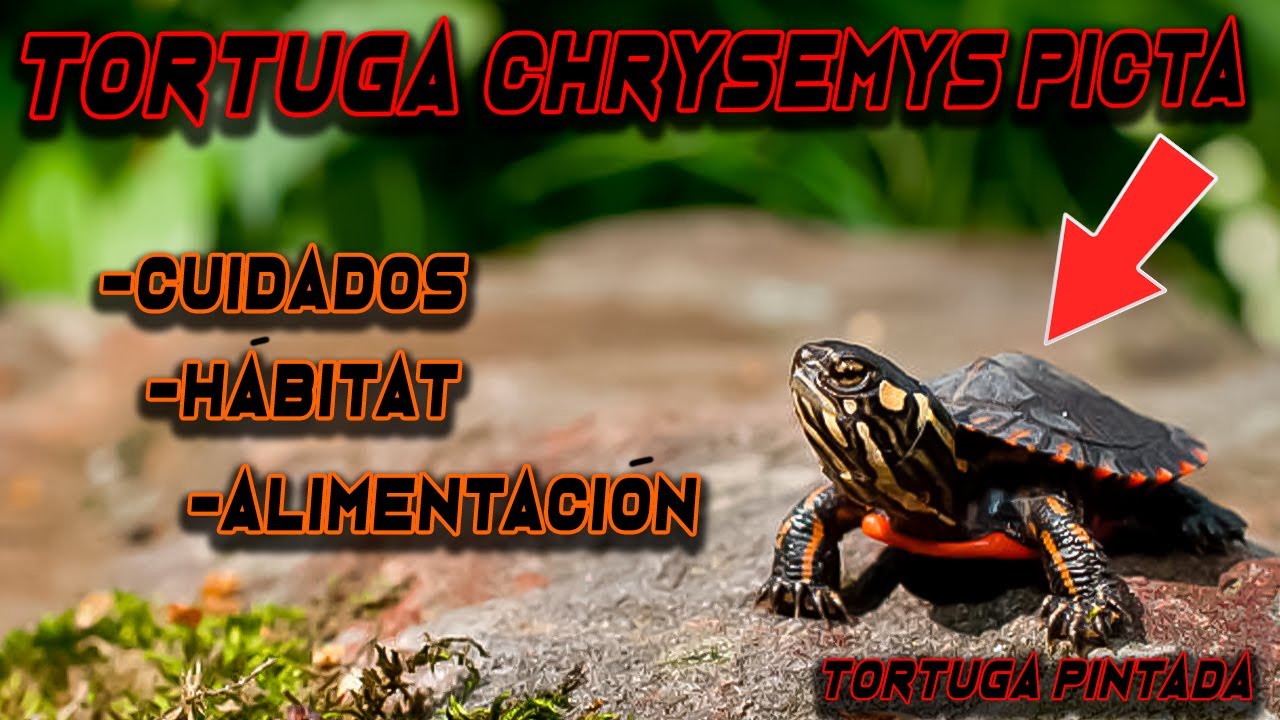 CUIDADOS Y ALIMENTACION TORTUGAS PICTA ♥ - YouTube