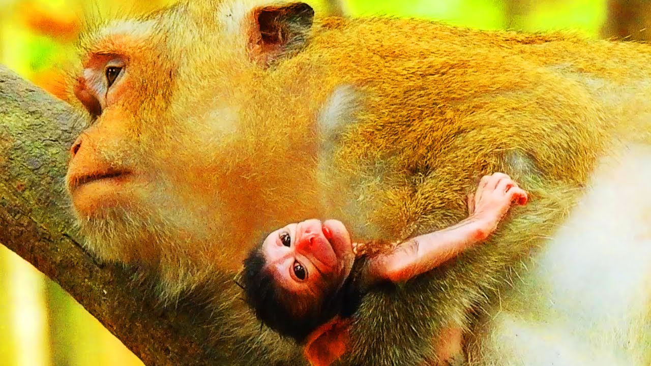 HOT NEWS! DAISY MONKEY GIVING A NEW BABY BORN MONKEY VERY SAFETY AND SO ...
