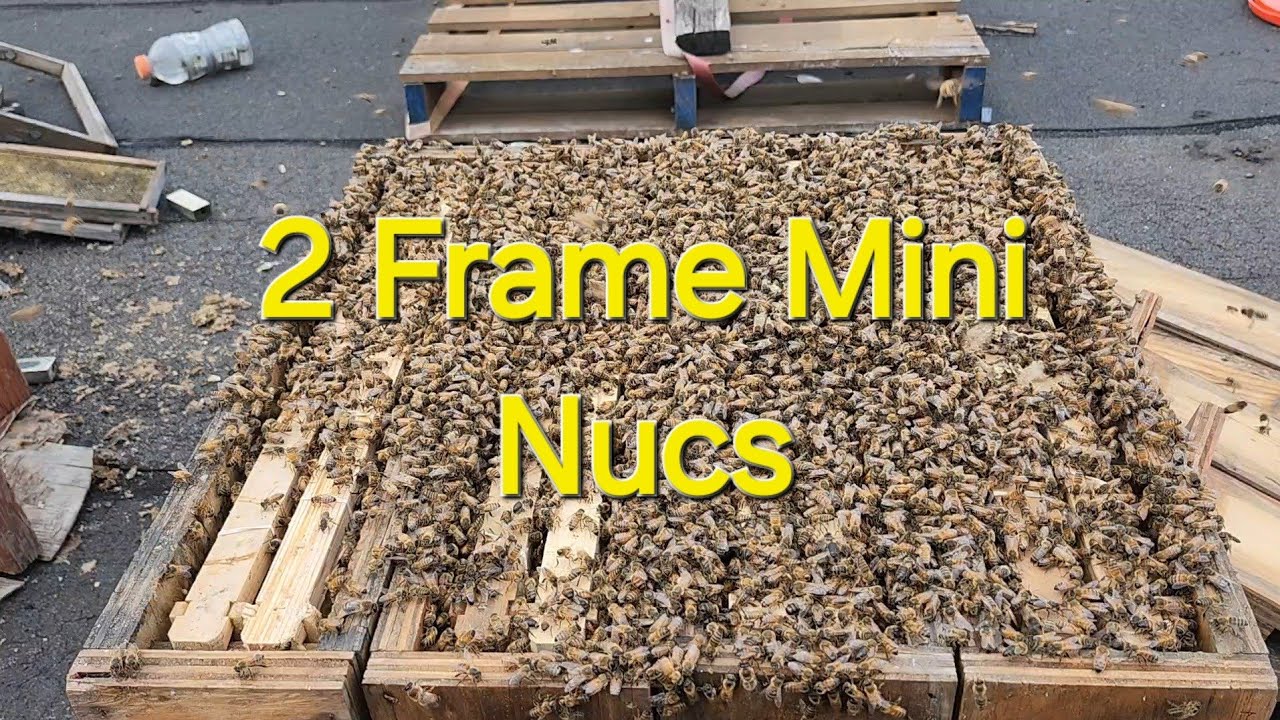 2 Frame Mini Nuc: Taking Advantage of Queen Cells. - YouTube