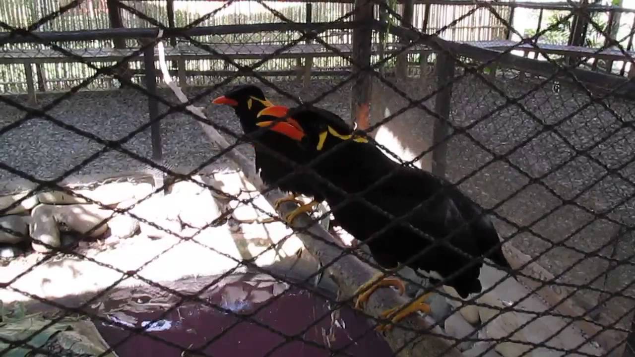 Talking Myna bird - YouTube