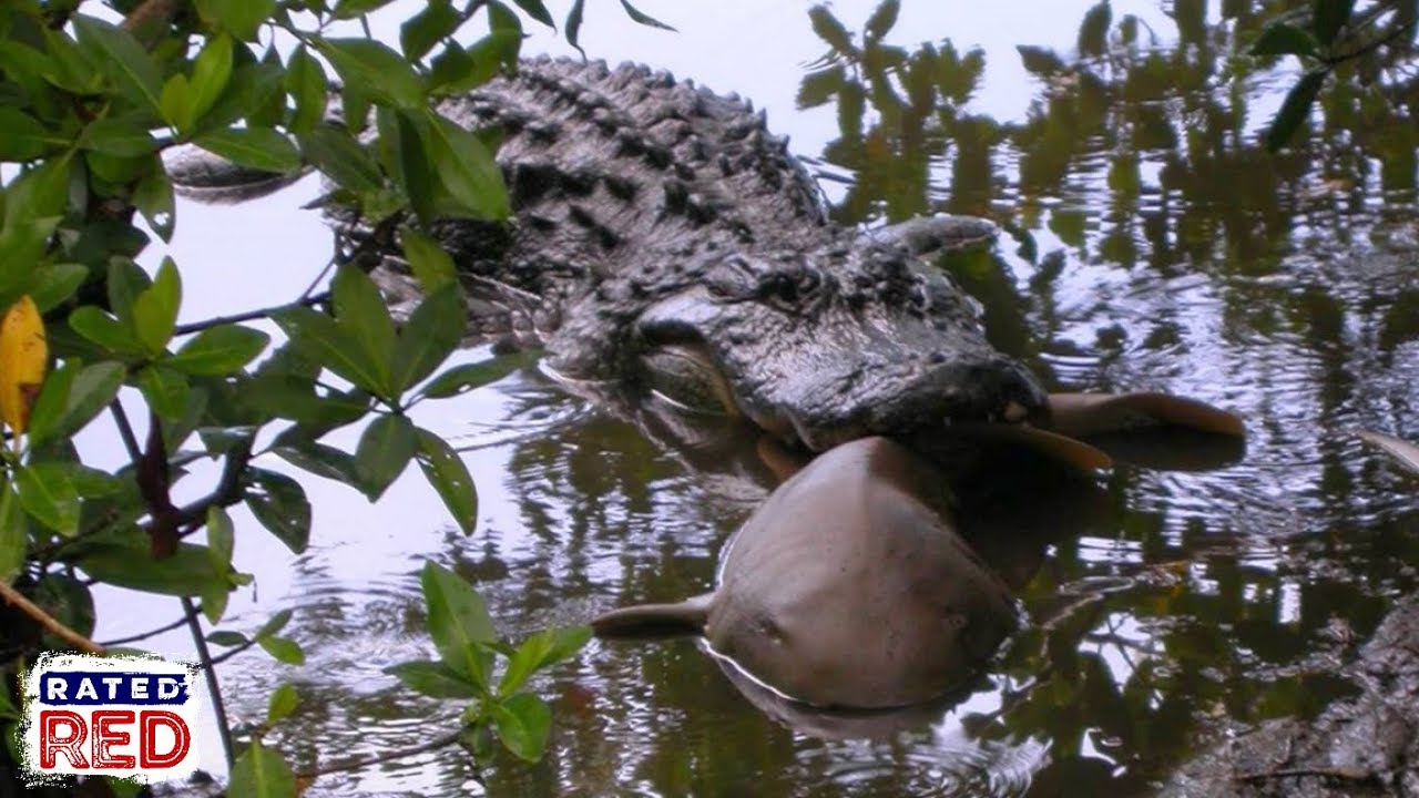 Well Here’s Something We Didn’t Know Alligators Eat... - YouTube