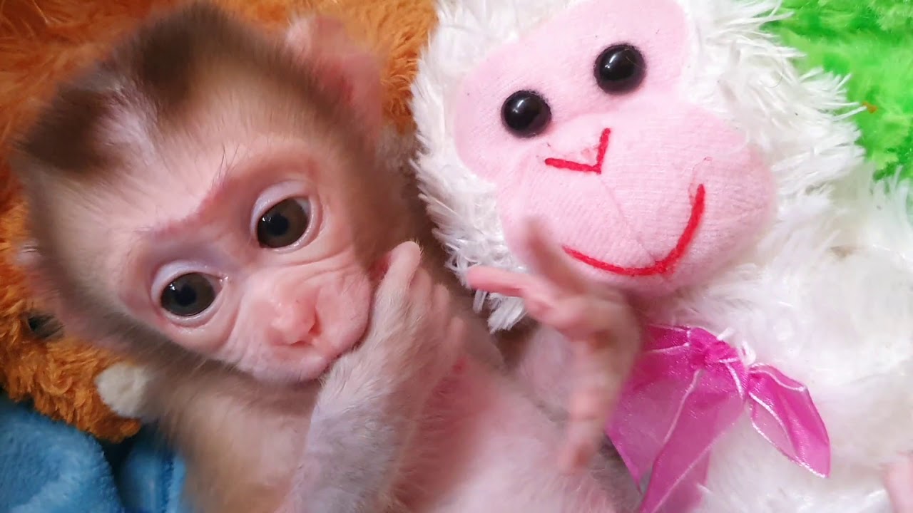 Beautiful Baby Aba Got A New Toy Monkey To Be A Friend - YouTube