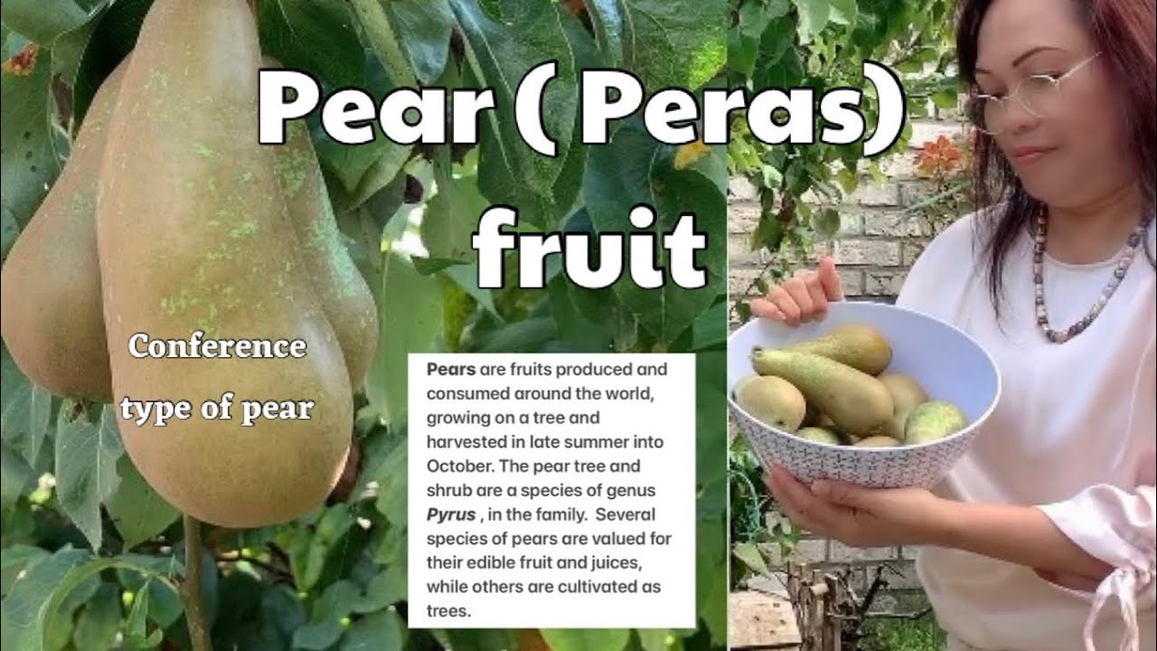 Pear tree (conference type of pear) - YouTube
