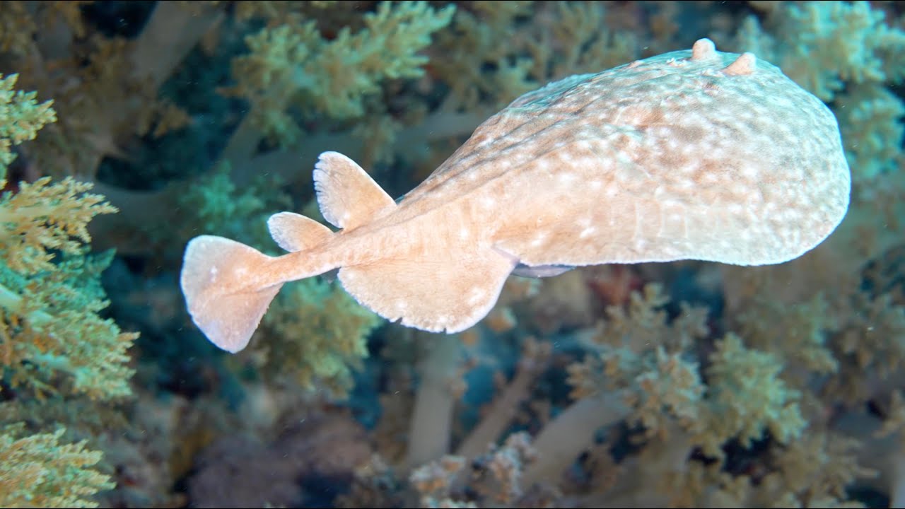 DANGEROUS Electric Ray – Numb Fish – LEOPARD TORPEDO Ray – 4K UHD ...