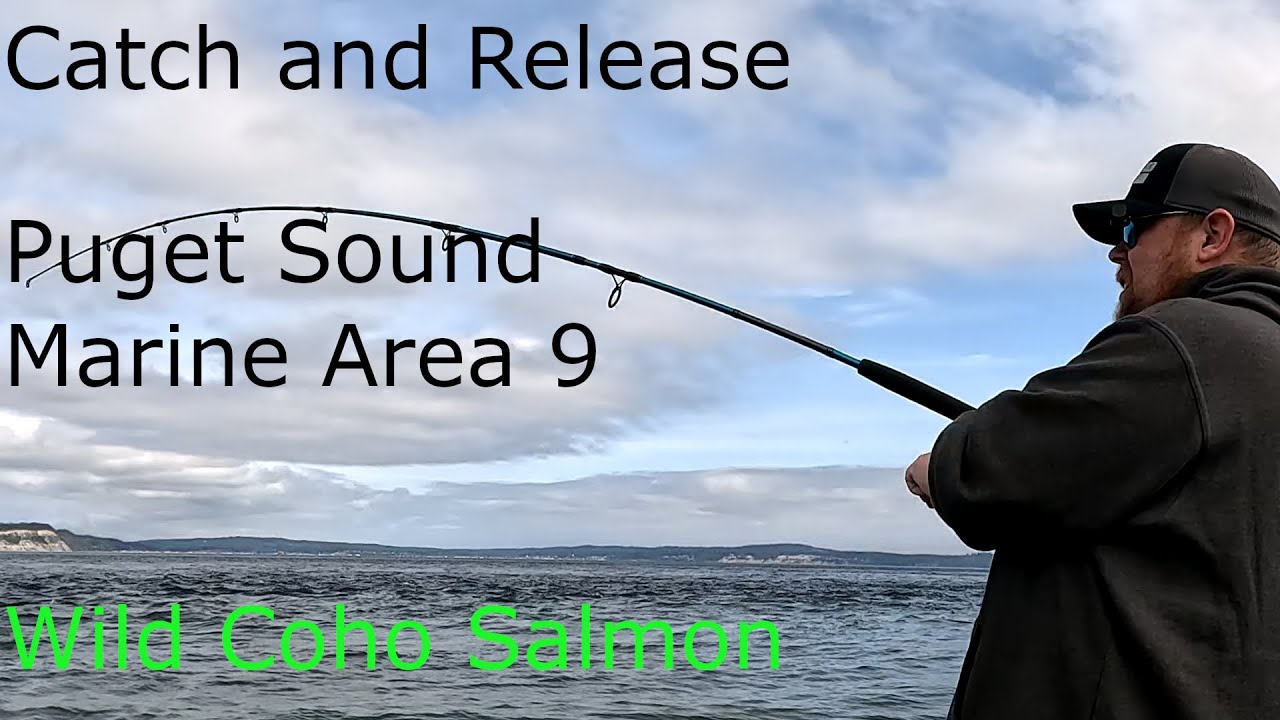 Catch and Release Wild Coho Salmon - North Seattle Puget Sound Marine ...