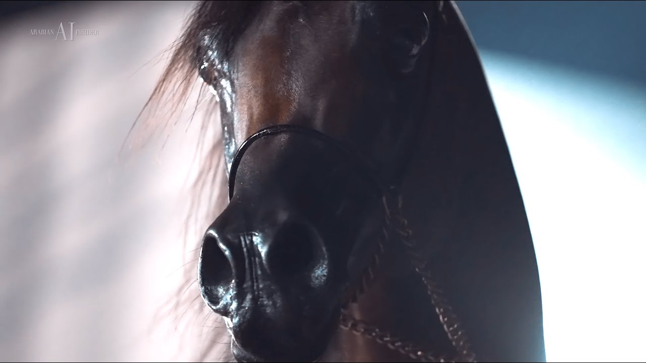 👑 EKS ALIHANDRO 👑 Senior Stallion Contender, 2022 KIAHF - YouTube