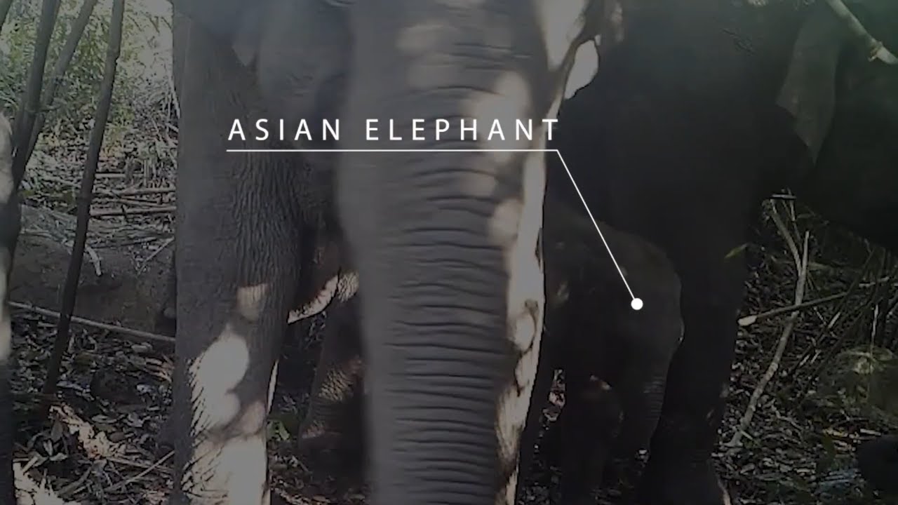 Rare Camera Trap Footage - YouTube