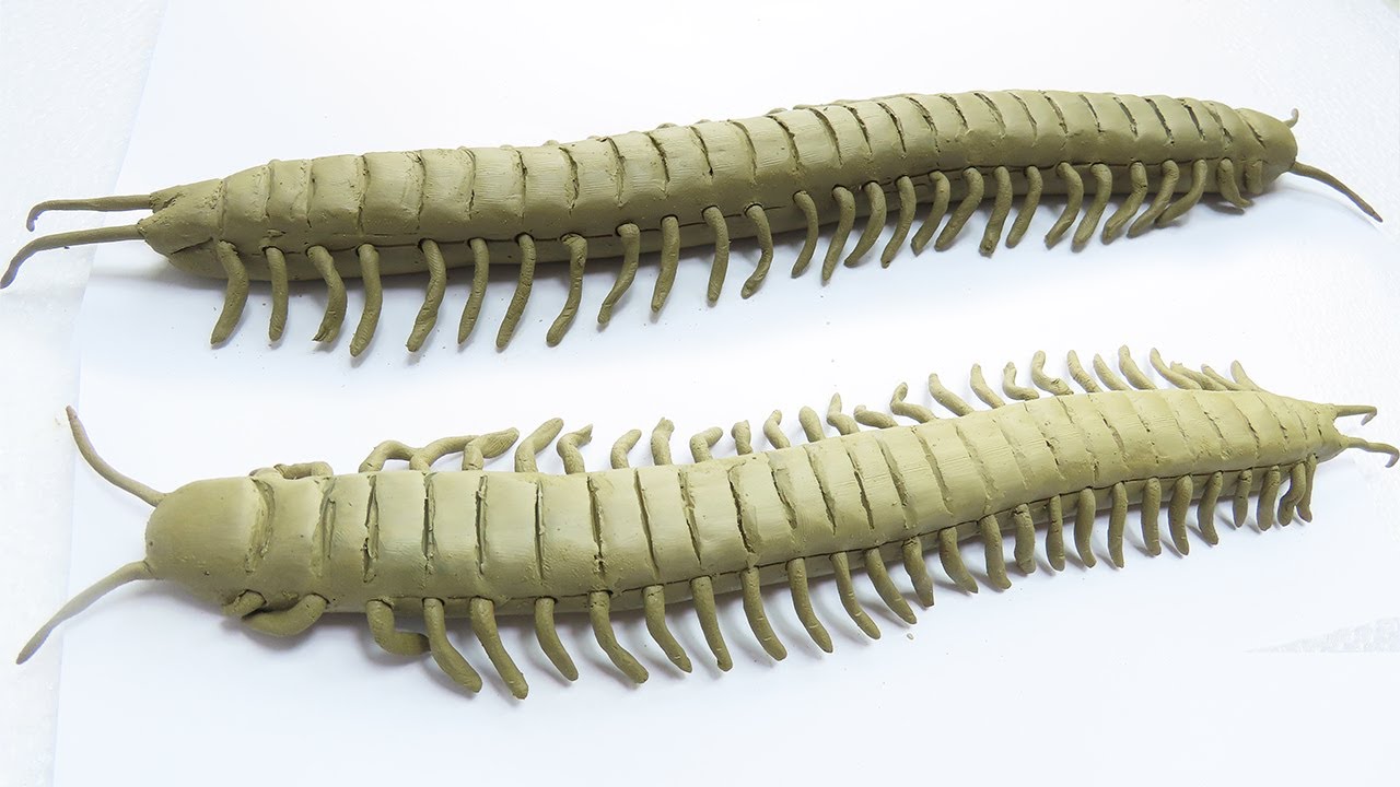 Amazing centipede it is big how do it if you see it a round you but ...