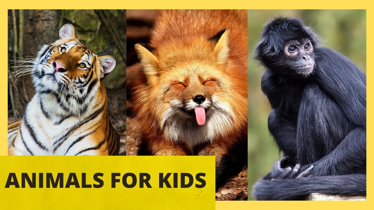 Animals for Kids to Learn - 4K Animals Video for Kids, Toddlers in ...
