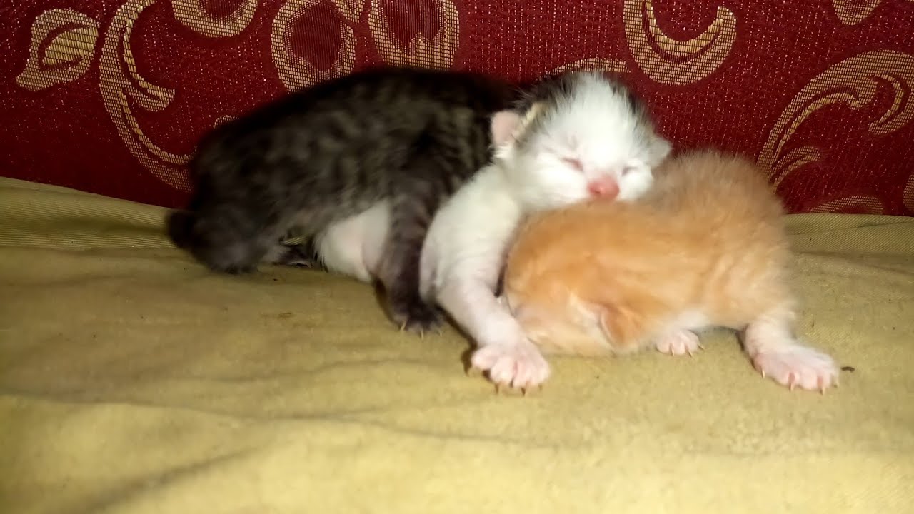 one day old cat - YouTube