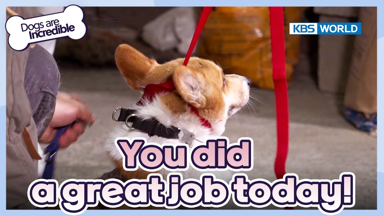 You did a great job today☺️ [Dogs Are Incredible : EP.211-4] | KBS ...