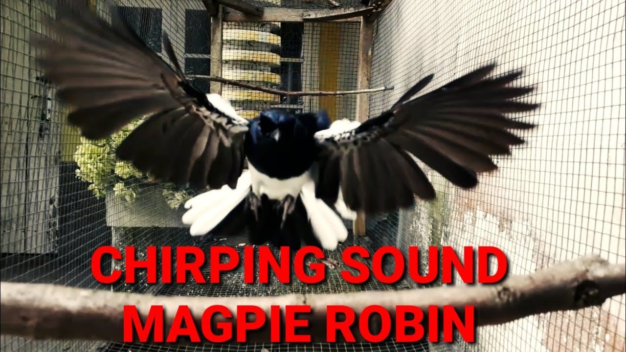 the best singing magpie Robin chirping sound/Kacer gacor konslet - YouTube