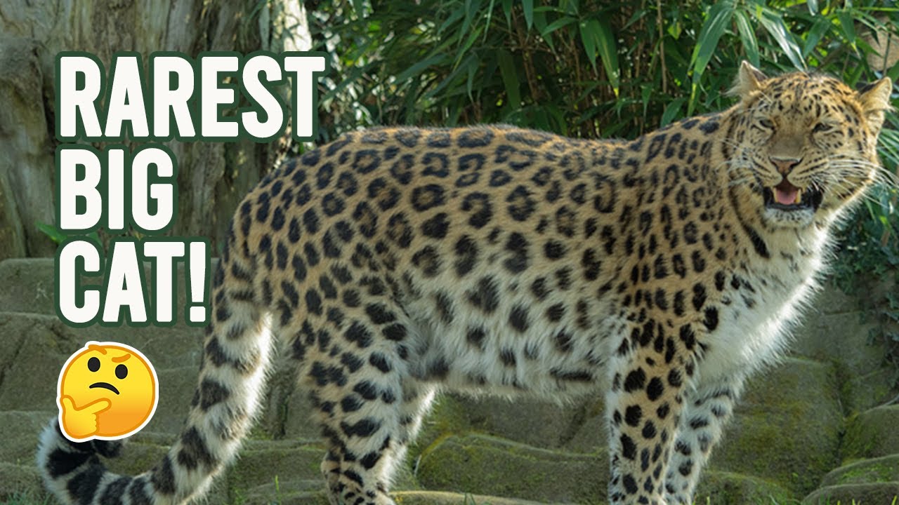 10 Interesting Facts About Amur Leopard - Encyclopedia About Animals ...