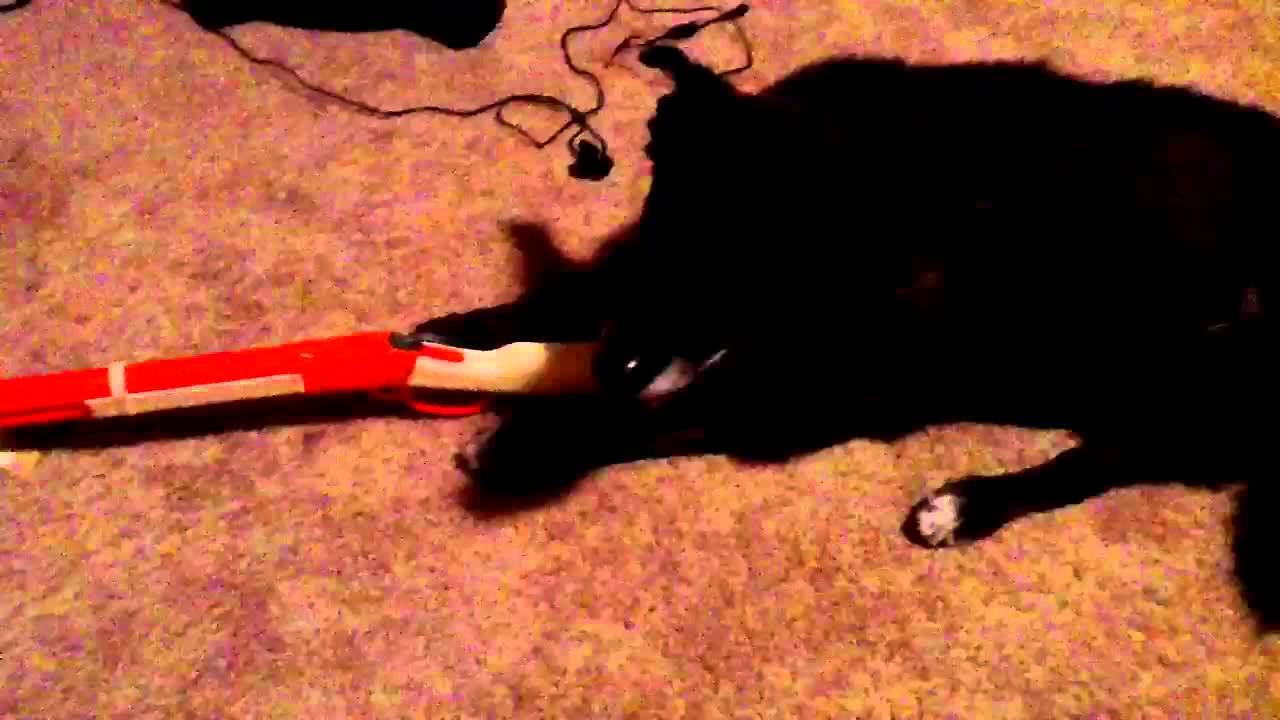 Sniper Dog - YouTube