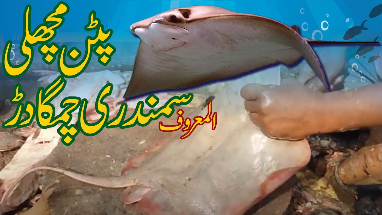 Pittan aka Samandri Chimgadar Stingray fish cutting 30 Dec 2021 - YouTube