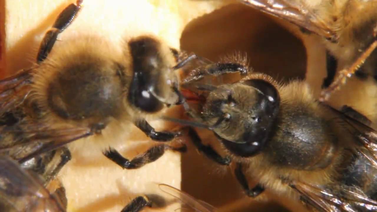 Trophallaxis - YouTube