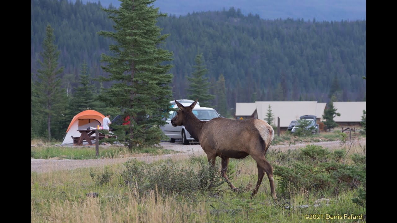 Whistlers (NEW) Campground - Jasper, Alberta, Canada - YouTube