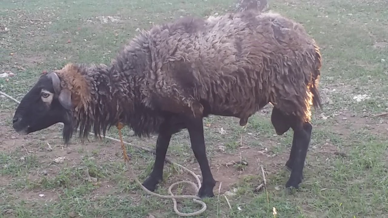 Sheep's Longest Pee - YouTube