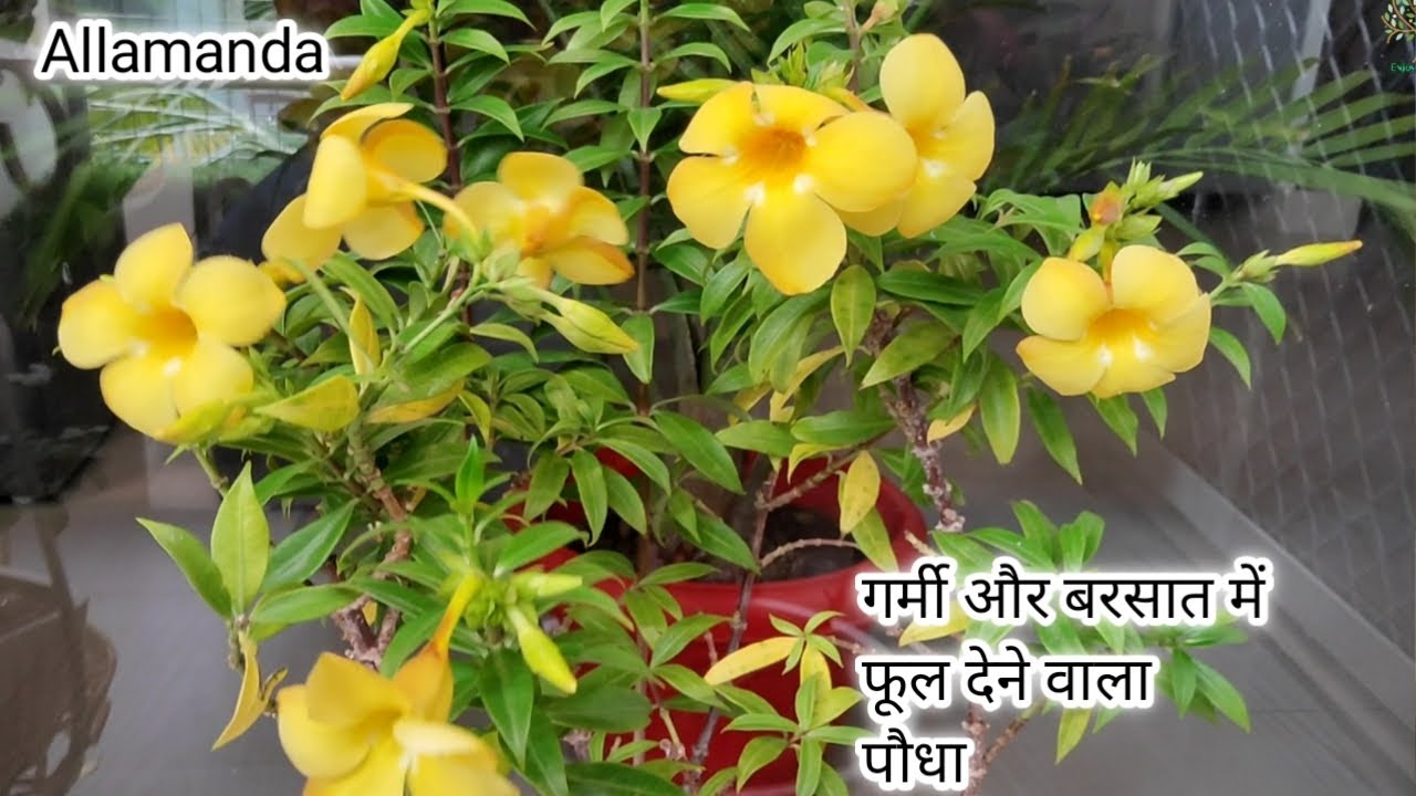 Allamanda plant care | how to grow allamanda plant | flowering plant ...